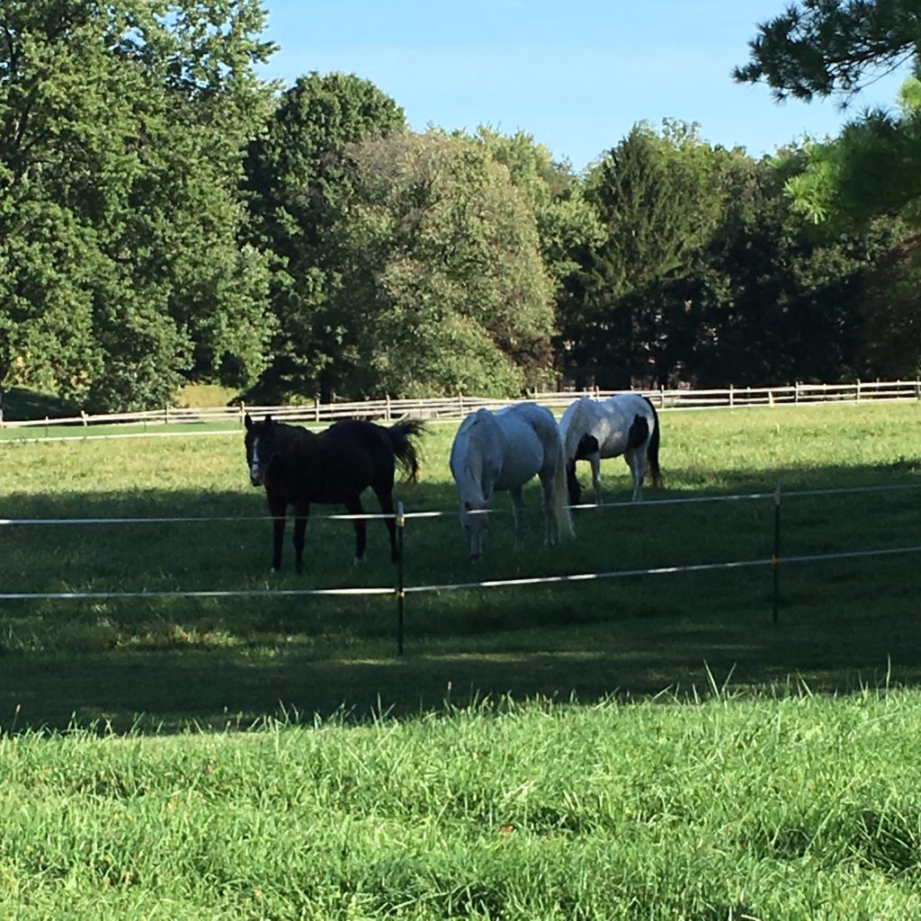 The Stable - The Creative Cabin